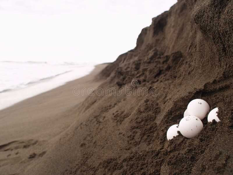 Sea turtle eggs stock image. Image of costa, ocean, seashore - 23175243