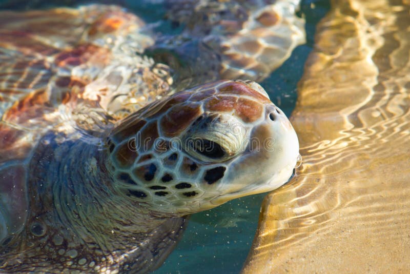 Sea Turtle Eyes and Face stock image. Image of environment - 24733305
