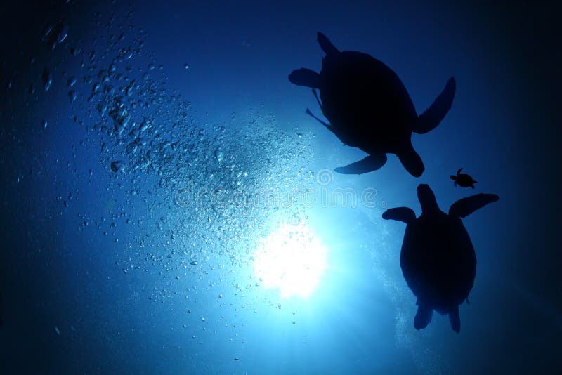 Sea turtle family stock image. Image of male, reef, undersea - 29686469