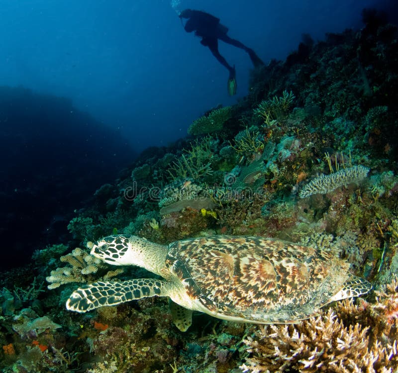 Sea turtle, Fiji stock image. Image of great, ocean, close - 65374593