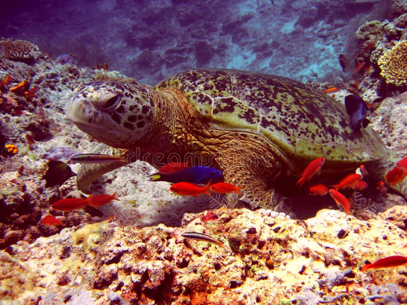 Sea Turtle and fish stock photo. Image of blue, ocean - 3865576