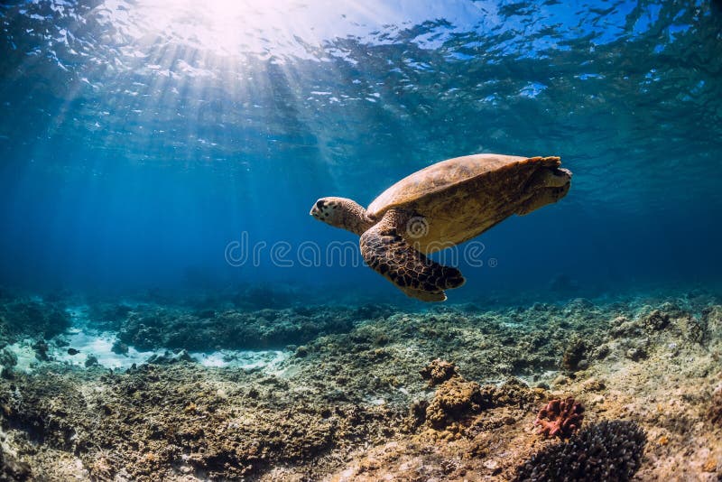 Sea Turtle Glides in Blue Ocean. Turtle Swim Underwater Sea Stock Photo ...