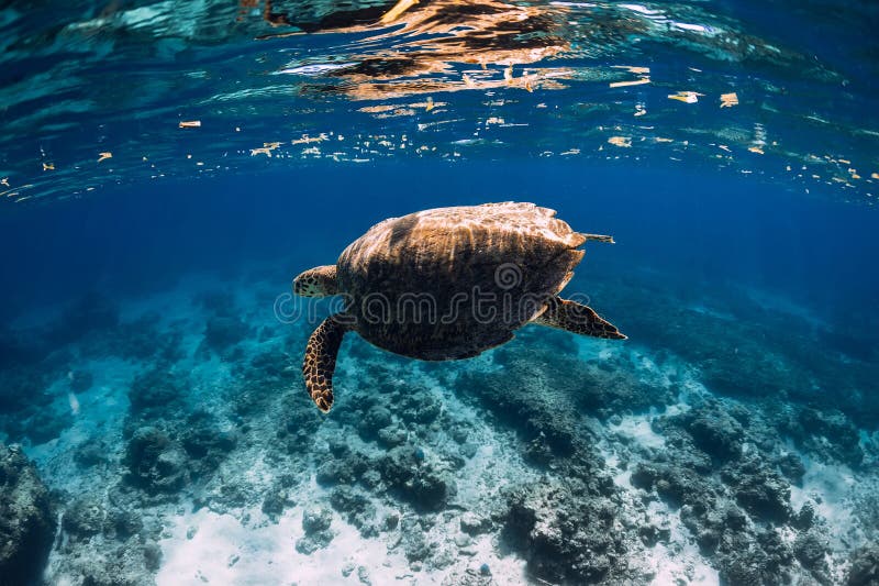 Sea Turtle Underwater in Ocean with Sun Rays. Green Sea Turtle with ...