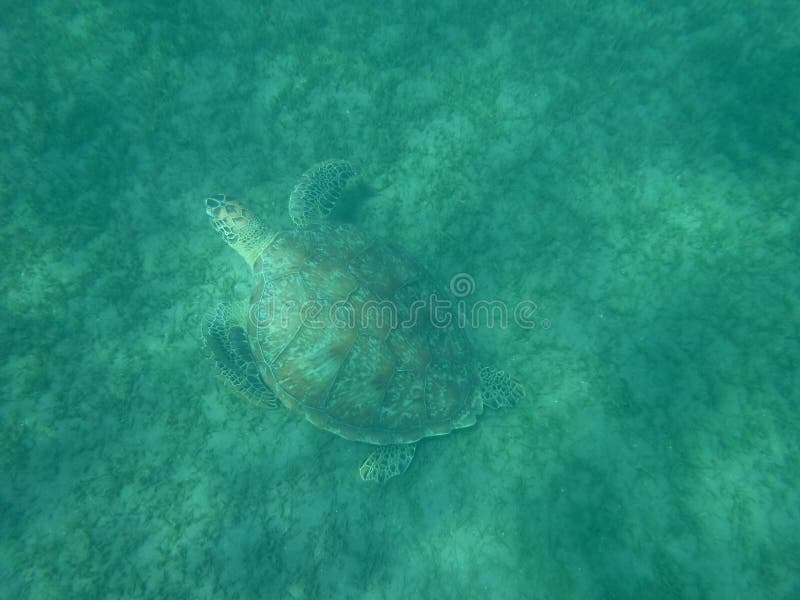 A Sea Turtle from the Bottom Stock Photo - Image of behavior, scuba ...