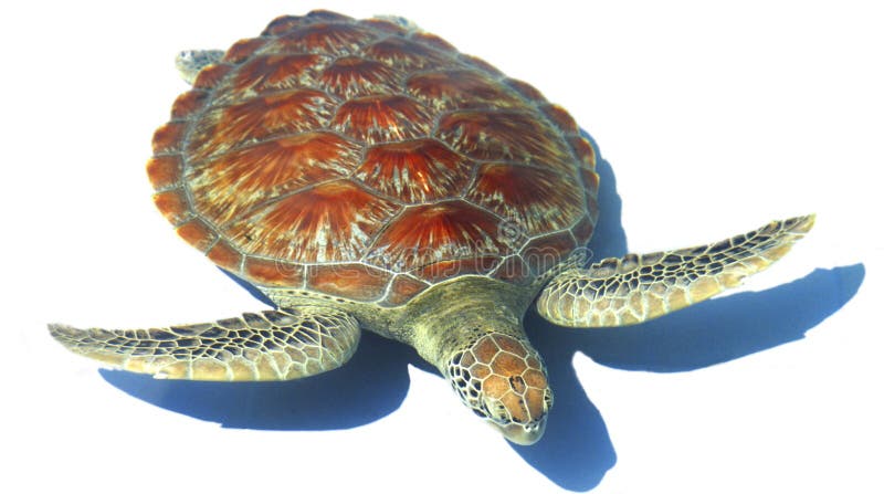 Sea turtle stock photo. Image of animal, wildlife, sealife - 51137260