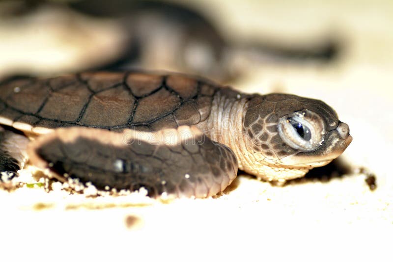 Sea turtle stock photo. Image of aquatic, water, sealife - 51137284