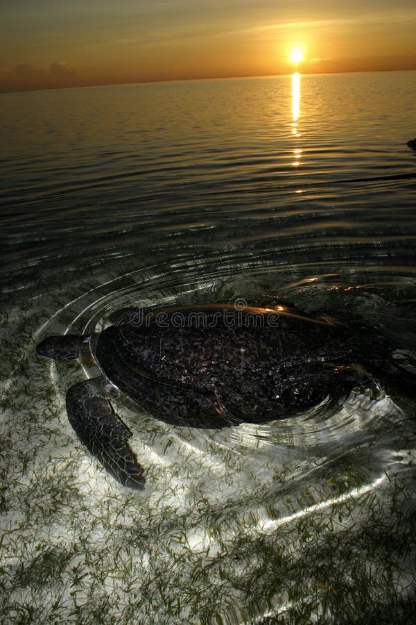 Sea turtle stock image. Image of turtle, nature, sealife - 51137381