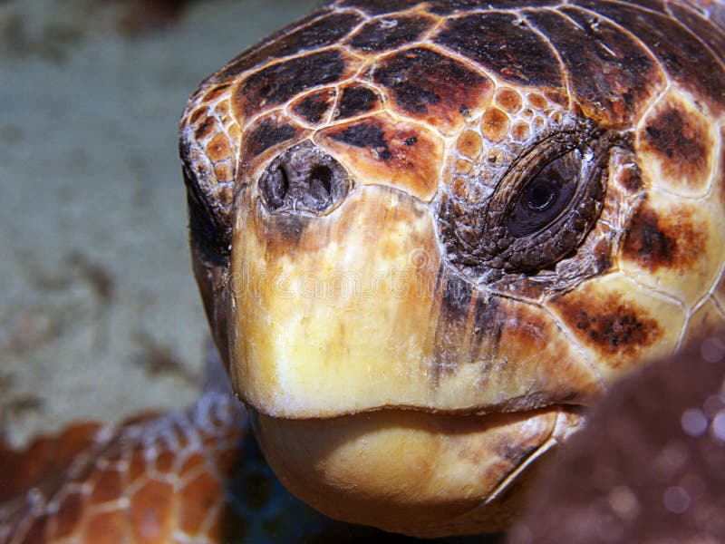 Sea-Turtle Head stock image. Image of diving, turtle, biology - 7816375