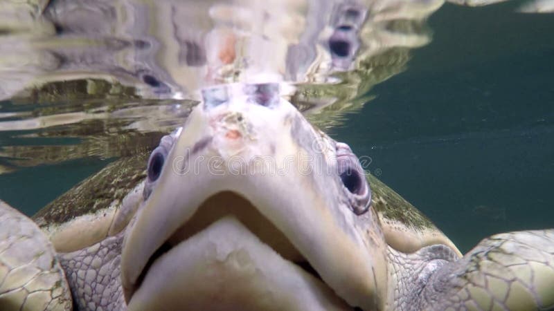 Sea Turtle Head Look in Camera Stock Footage - Video of depth, light ...