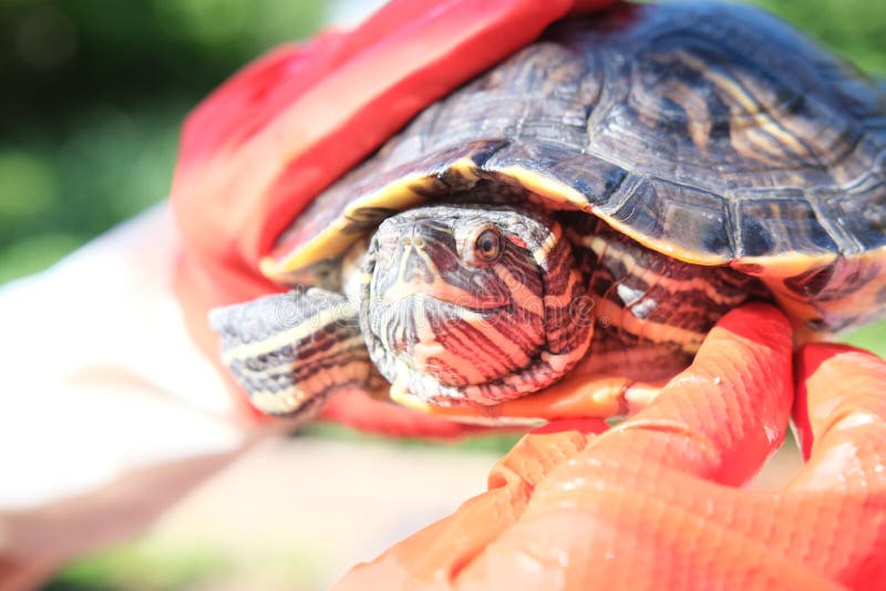 The Sea Turtle is Held in the Hands. Stock Photo - Image of clean ...