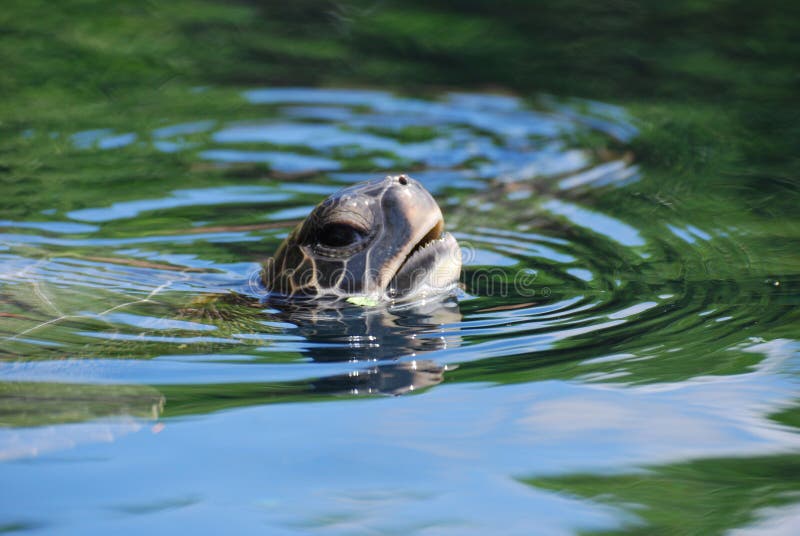 Sea Turtle with His Mouth Open Above the Water Stock Image - Image of ...