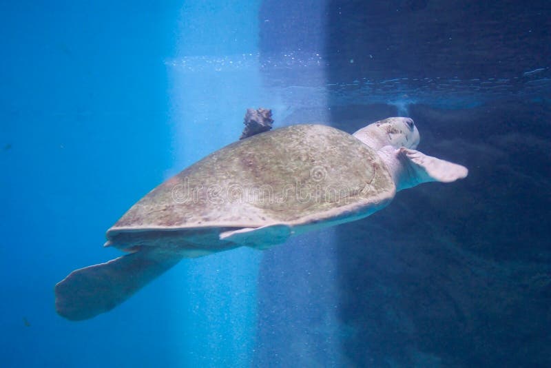 Sea Turtle-Huatulco Mexico stock photo. Image of blue, mexico - 19118