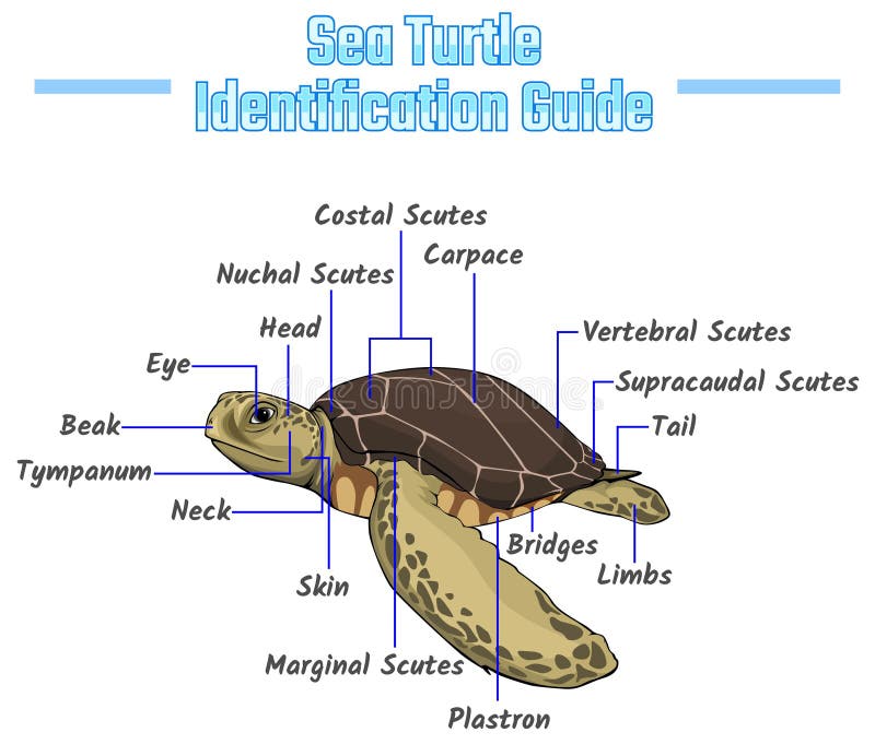 Sea Turtle Identification Guide Stock Vector - Illustration of : 269286485