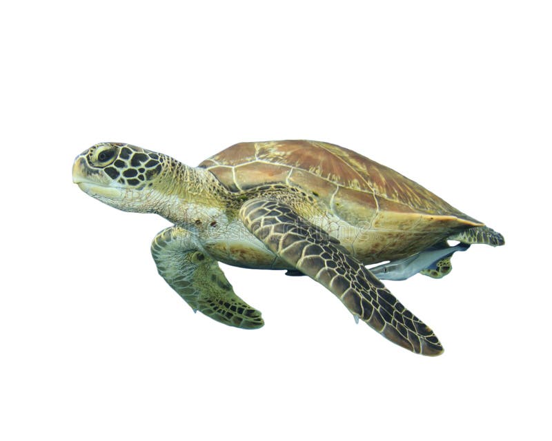45,108 Sea Turtle Stock Photos - Free & Royalty-Free Stock Photos from ...