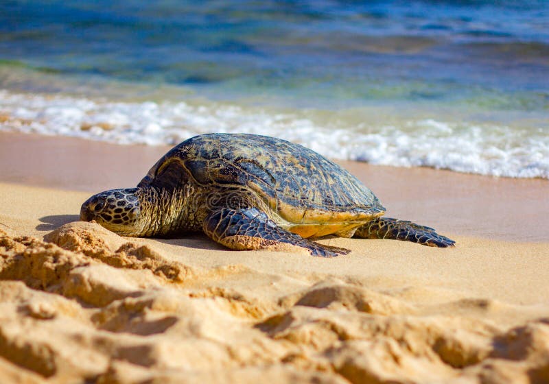 Sea turtle on Kauai beach stock image. Image of endangered - 66338639