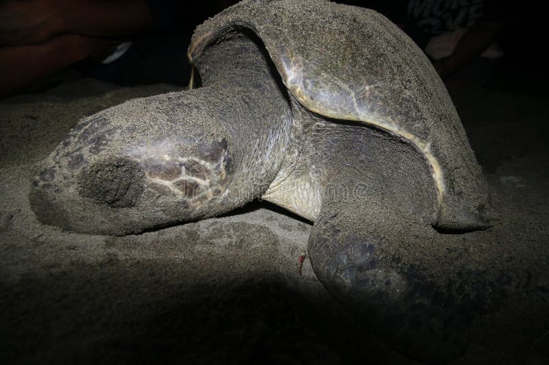 Sea Turtle Laying Eggs in Kayeli Buru Stock Photo - Image of eggs ...