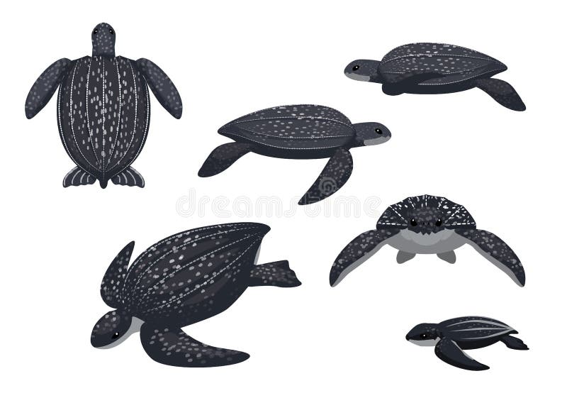 Sea Turtle Leatherback Various Poses Vector Illustration Stock Vector ...