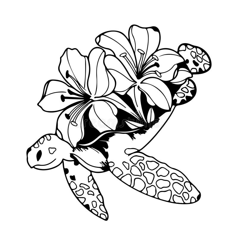 Hawaiian Sea Turtle Line Drawing Sea Turtle Lesson Plans | National