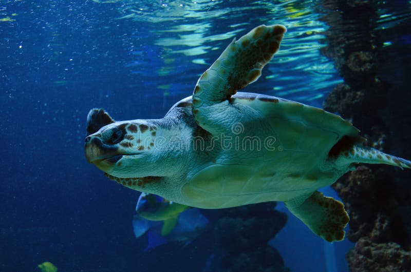 Sea turtle stock image. Image of mediterranean, loggerhead - 78141641