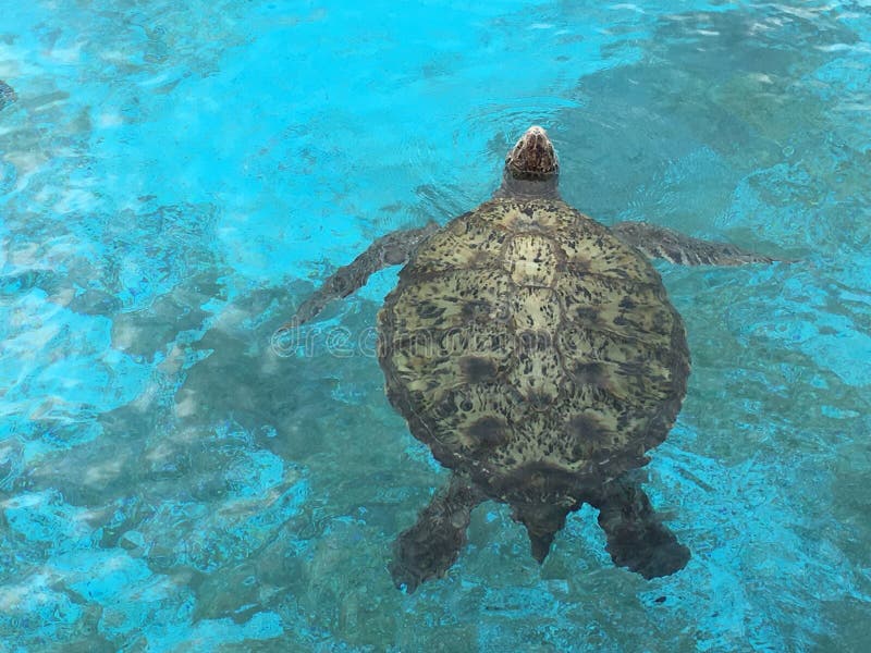 Sea Turtle, Turtle, Loggerhead, Water Stock Image - Image of water ...