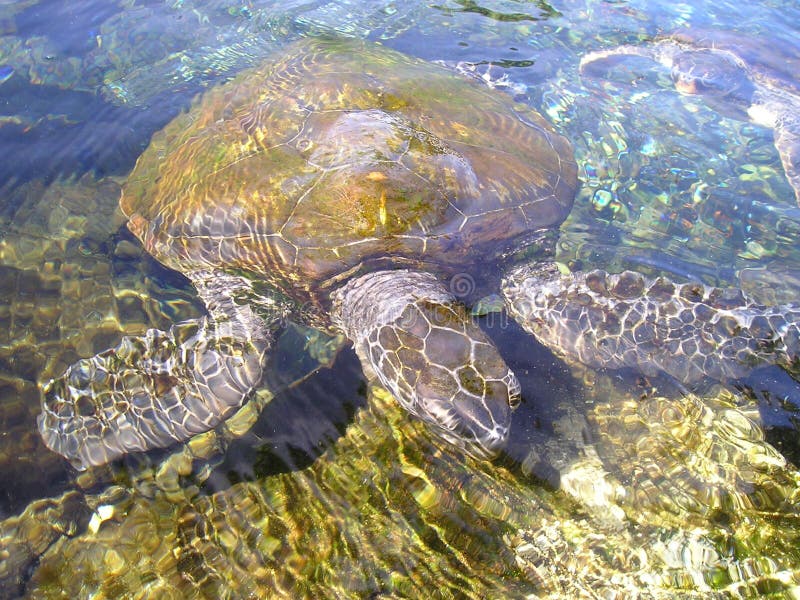 Sea Turtle, Turtle, Loggerhead, Water Stock Photo - Image of water ...