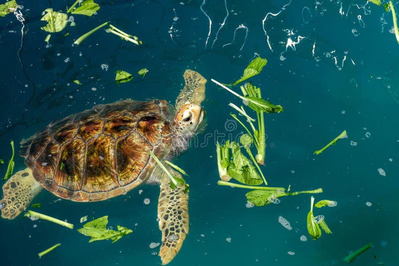 Sea Turtle Look at Camera the Leaf on Face Stock Photo - Image of ...