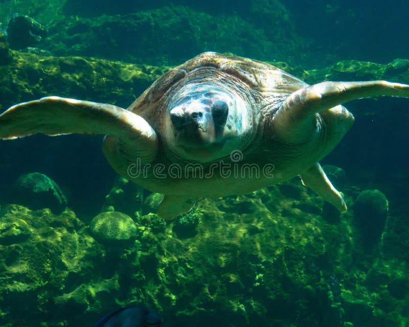 Sea Turtle Looking at You stock image. Image of view - 56782761