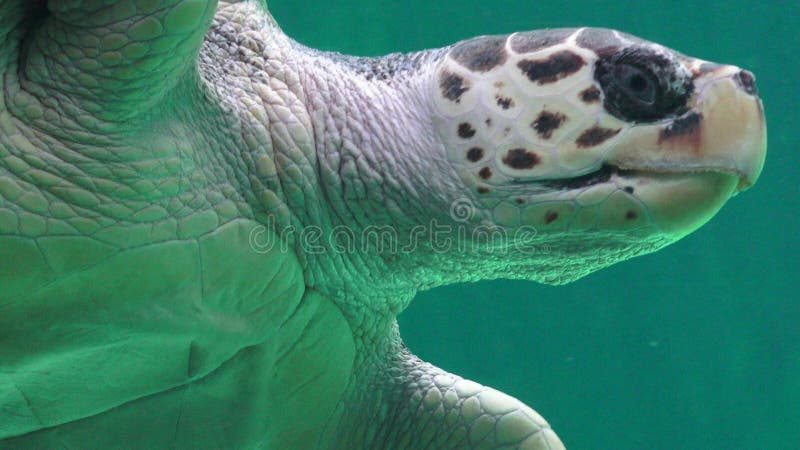 Sea Turtle Marine Life stock image. Image of life, living - 84018533