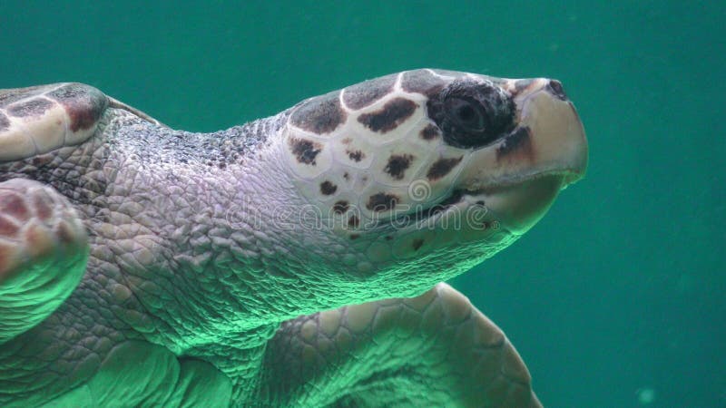 Sea Turtle Marine Life stock image. Image of shell, ocean - 84019293