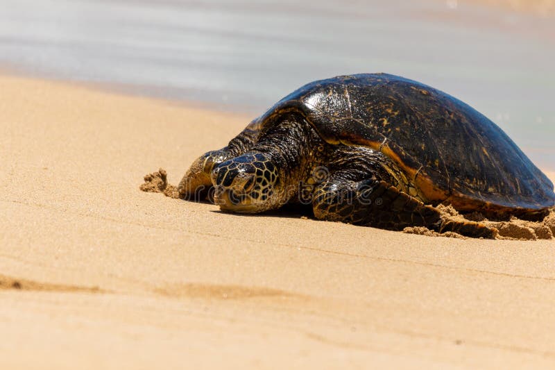 Sea Turtle with Ocean Waves Approaching Stock Image - Image of blue ...