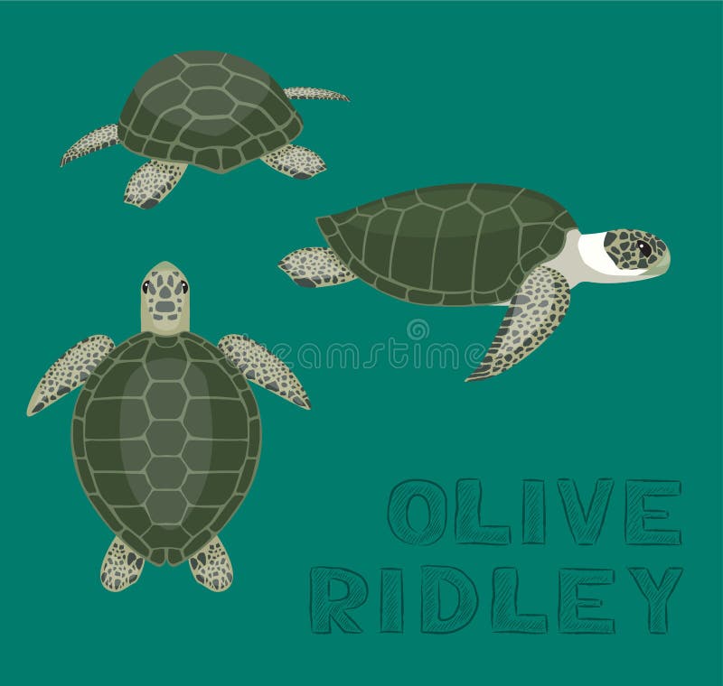 Ridley Sea Turtle Swimming Color Drawing Stock Illustration ...
