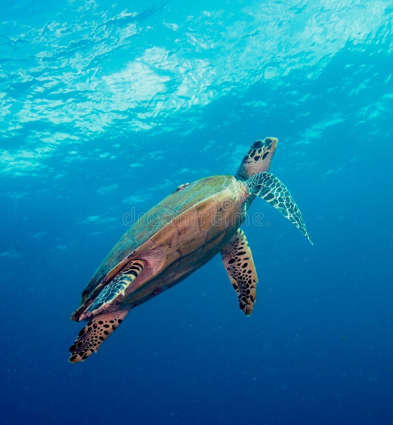Sea Turtle stock photo. Image of diving, aquatic, loggerhead - 62419876