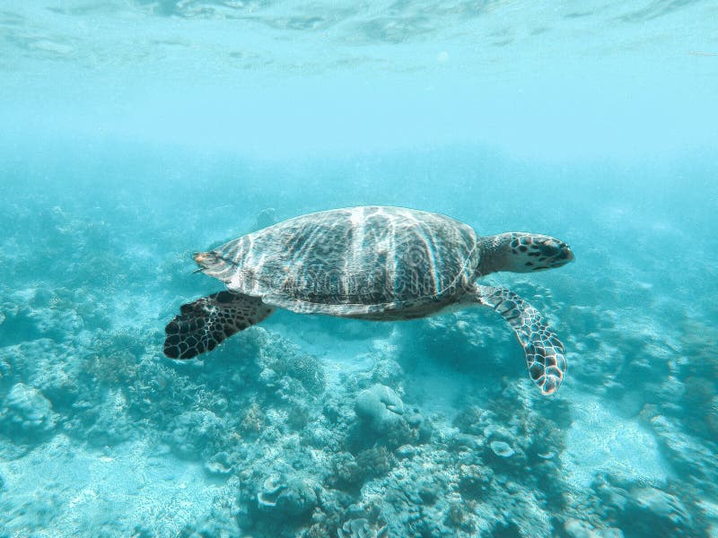 Sea Turtle Peacefully Gliding through the Clear Blue Waters of the ...