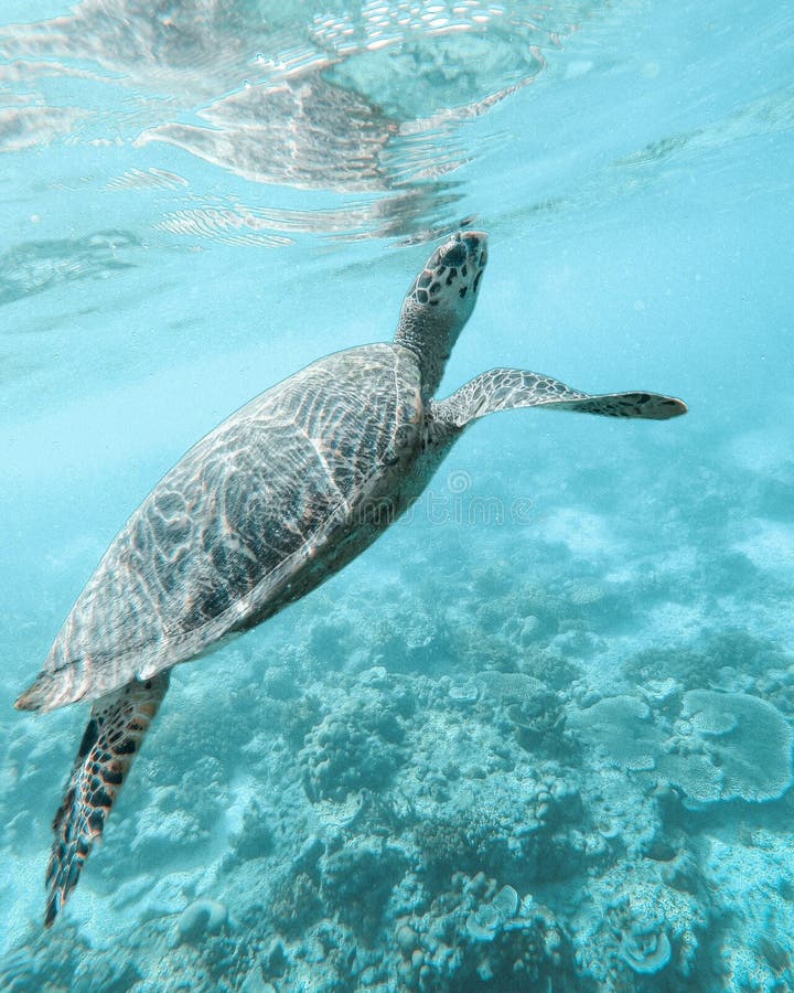 Blue Vertical Beach Ocean Turtle Stock Photos - Free & Royalty-Free ...