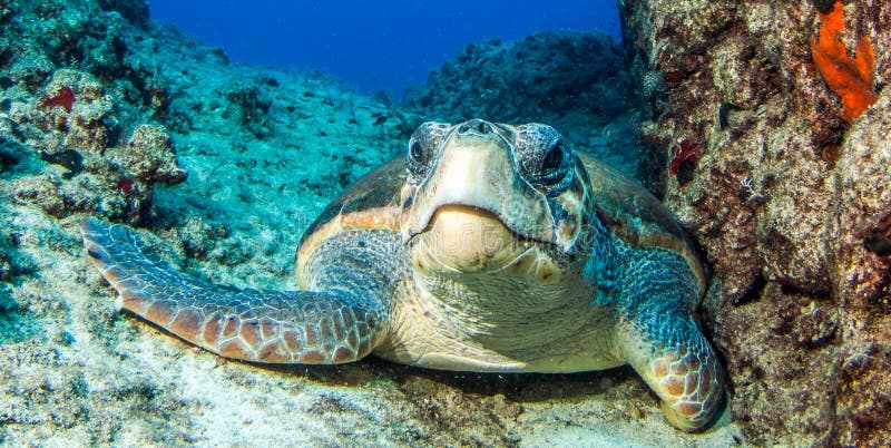 Sea turtle stock image. Image of shows, wildlife, turkey - 59809571