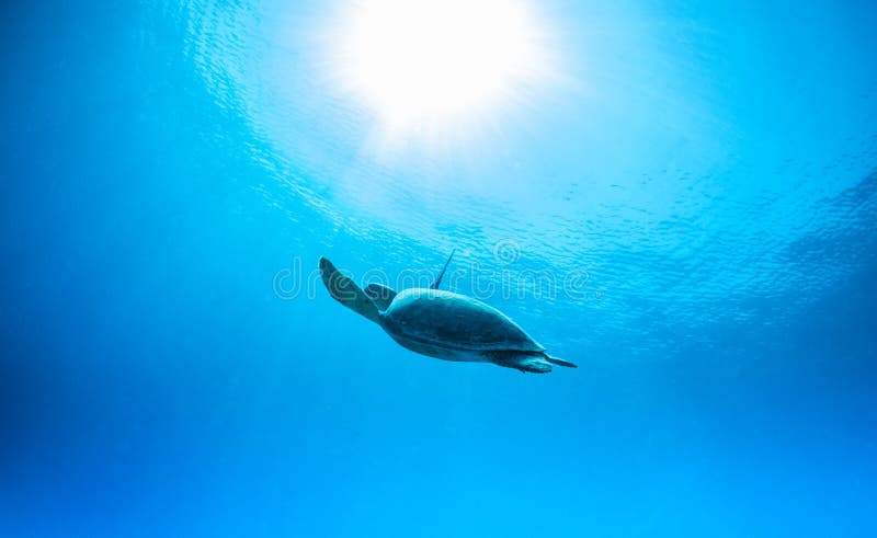 Sea turtle stock photo. Image of europe, turkey, water - 62293960
