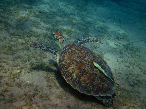 Sea turtle with pilot fish stock image. Image of bottom - 28979661