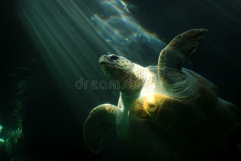 Radiant Tortoise Stock Photos - Free & Royalty-Free Stock Photos from ...