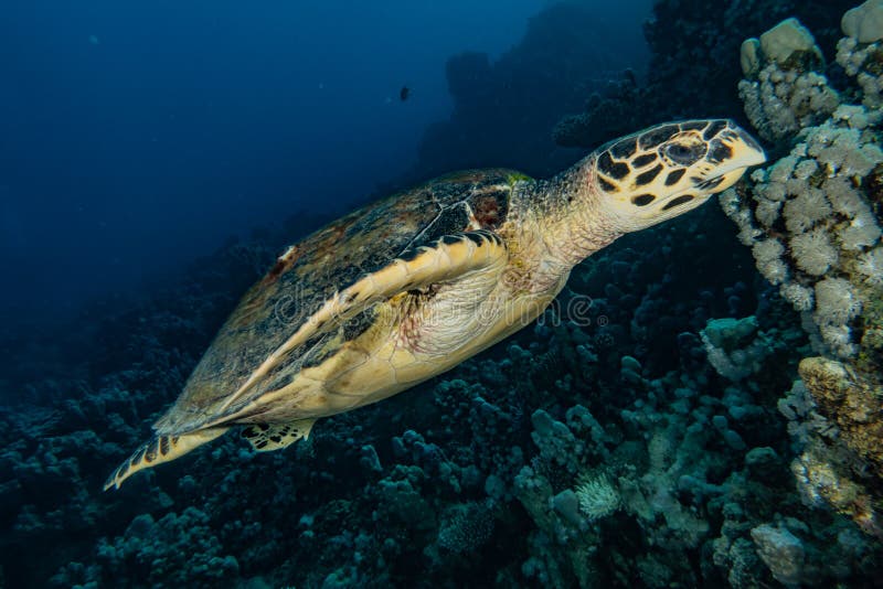 Sea turtle in the Red Sea stock image. Image of animal - 162010219