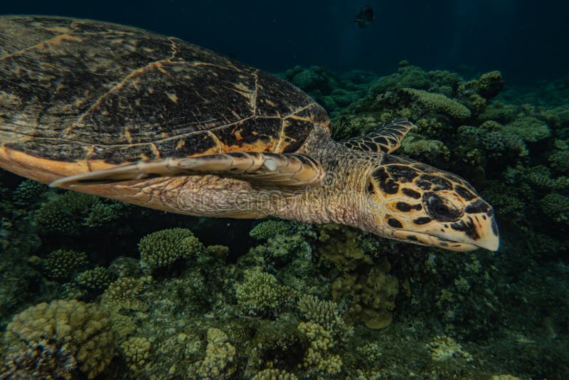 Sea turtle in the Red Sea stock photo. Image of deep - 162011416