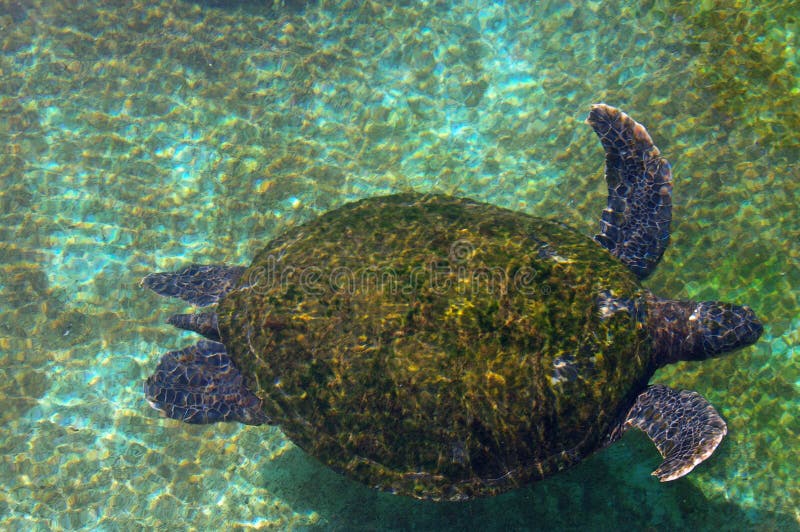 Sea turtle in the Red Sea stock photo. Image of wildlife - 3890026