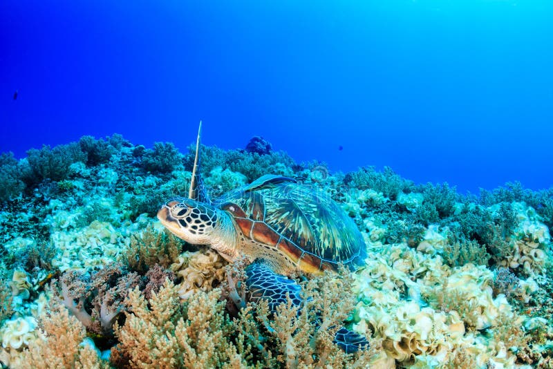 Sea turtle on a reef stock photo. Image of fish, blue - 49234918