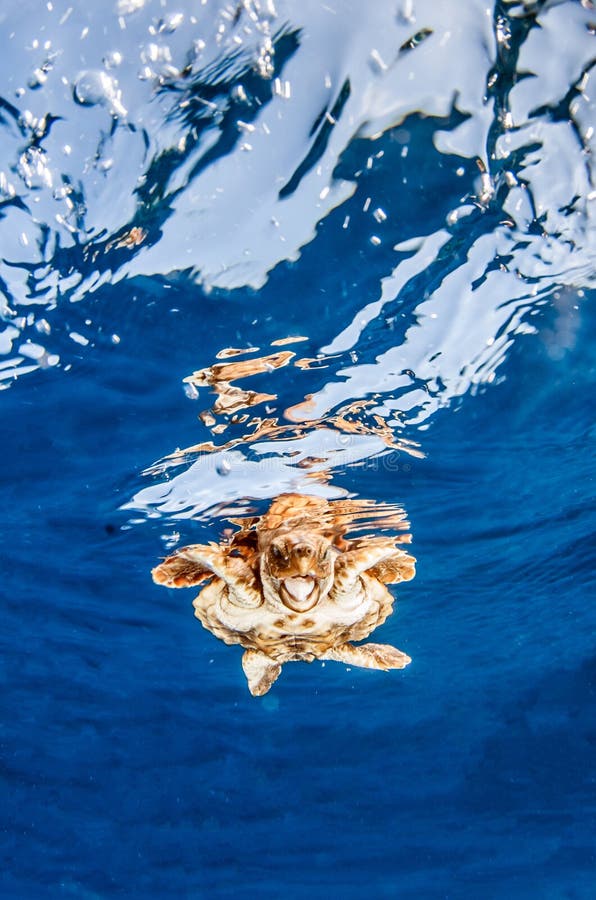 Sea Turtle Release at the Bahamas Stock Photo - Image of bahamas ...