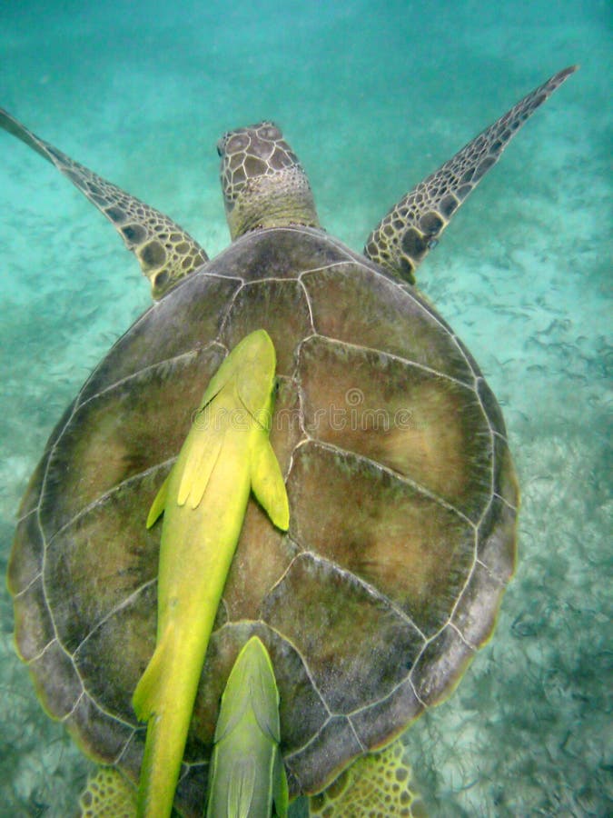 Sea Turtle with Remora Attached in Mexico Stock Photo - Image of animal ...