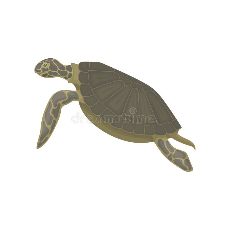 Vector Side View Turtle Stock Illustrations – 167 Vector Side View ...