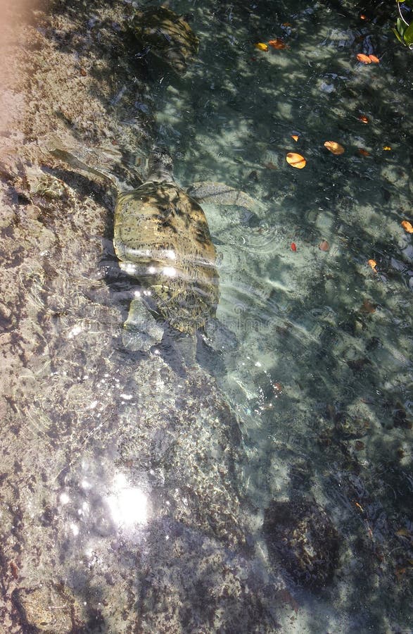 Sea Turtle stock photo. Image of seaquarium, miami, turtle - 102217872