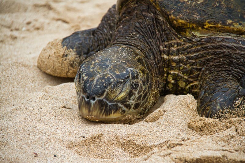 Sea Turtle Resting on the Beach Stock Photo - Image of landsacpe, oahu ...