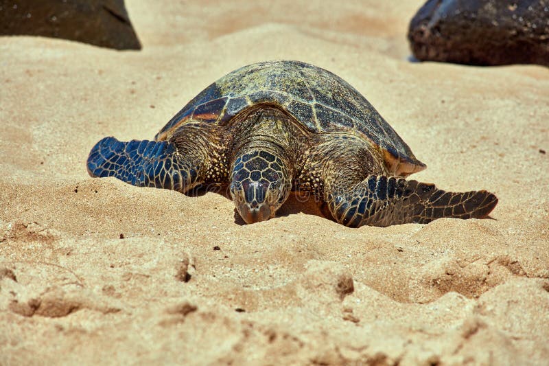 Sea Turtle Bathing on Beach Close-up Stock Image - Image of close ...