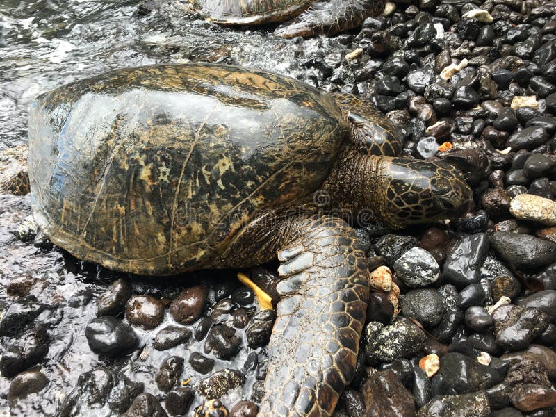 Sea Turtle on the Rocks stock photo. Image of makena - 78124992