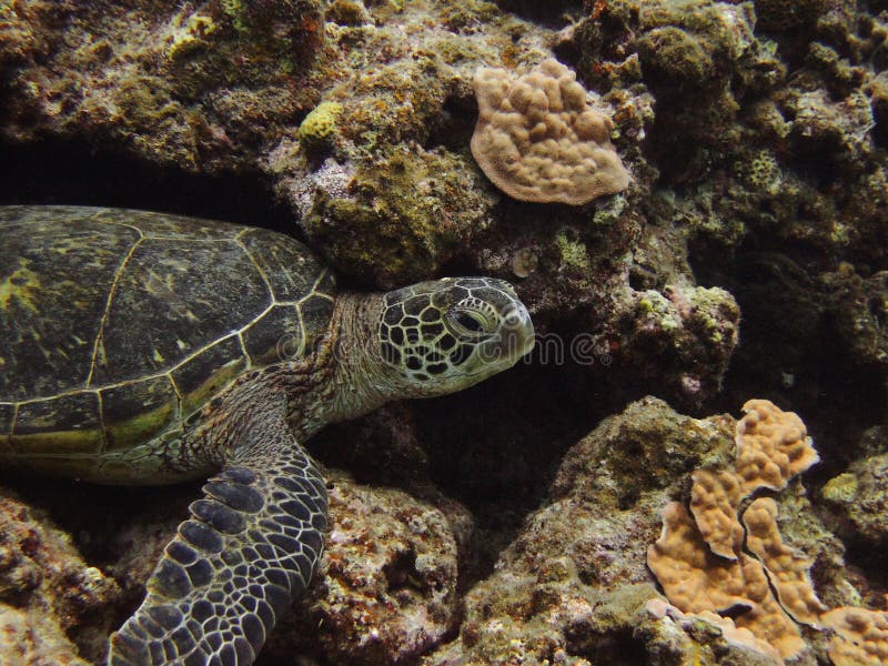 Sea turtle stock photo. Image of front, ocean, temperate - 69147132